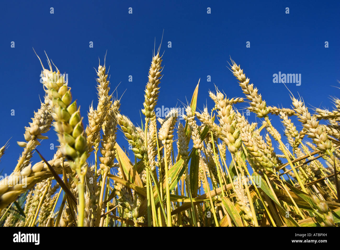 bread wheat, cultivated wheat (Triticum aestivum), wheat field, Germany ...