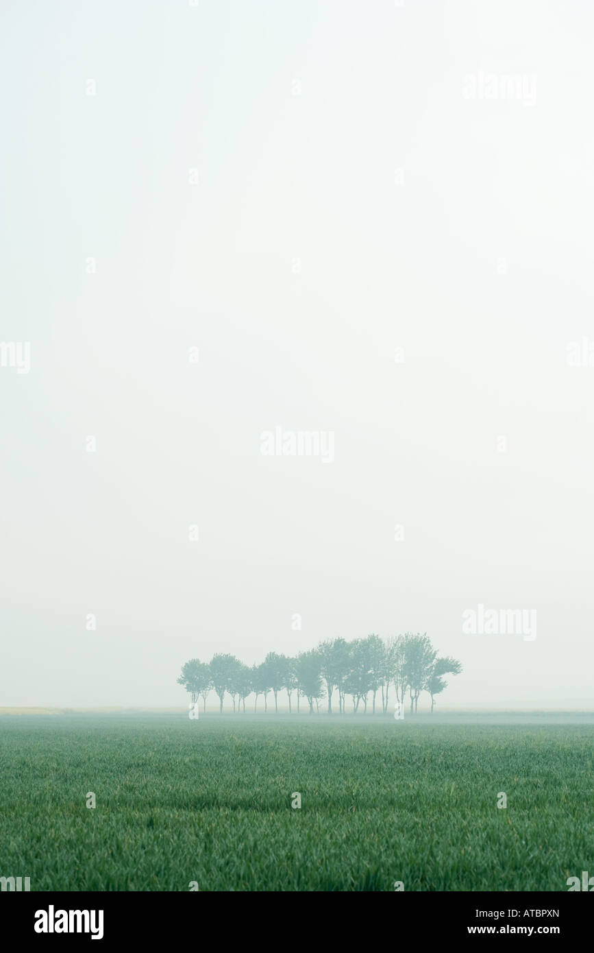 Trees in foggy landscape Stock Photo - Alamy