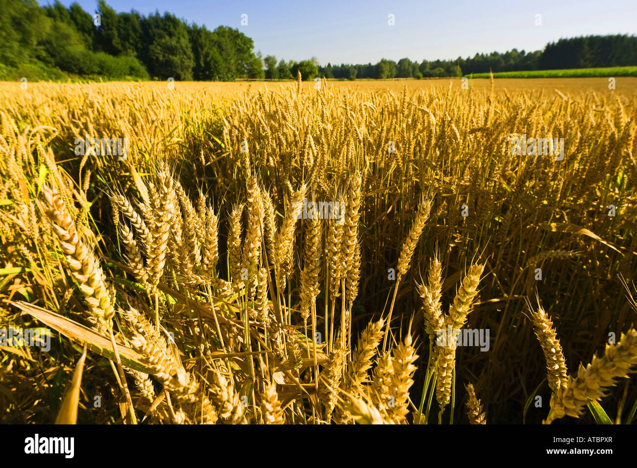 bread wheat, cultivated wheat (Triticum aestivum), wheat field, Germany ...