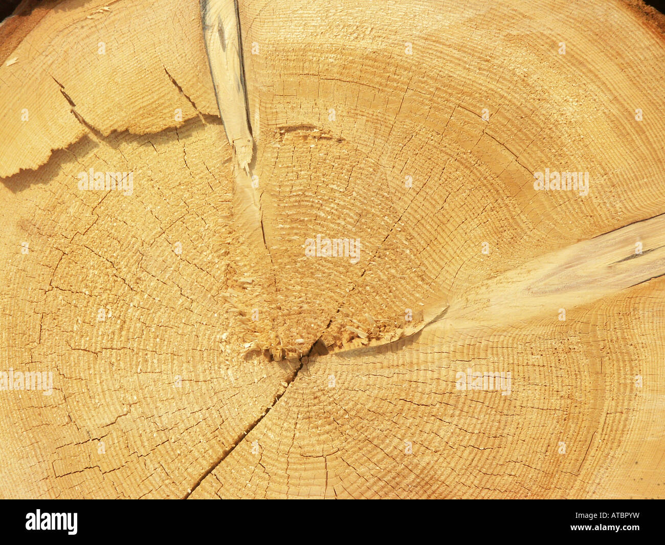 Plane of section of a wood trunk Stock Photo - Alamy