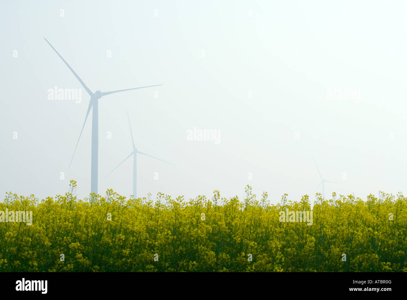 Wind turbines in field of flowers Stock Photo - Alamy