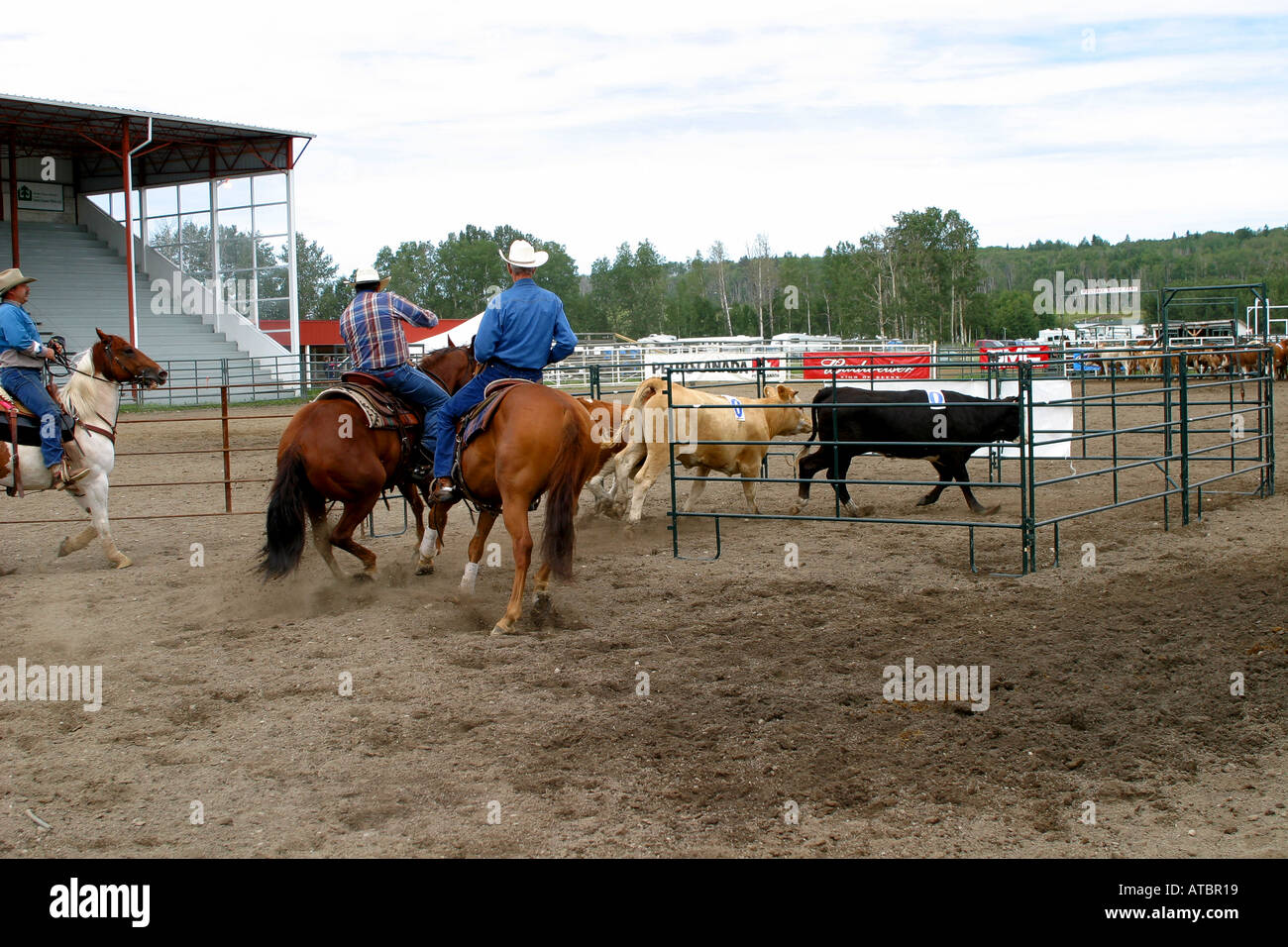 Team penning sport hi-res stock photography and images - Alamy