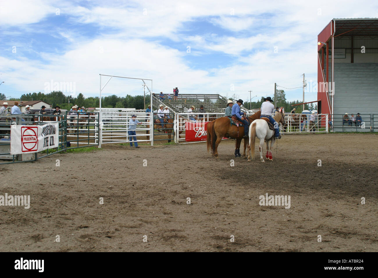 Cowboy lasso horse cattle herd hi-res stock photography and images - Alamy