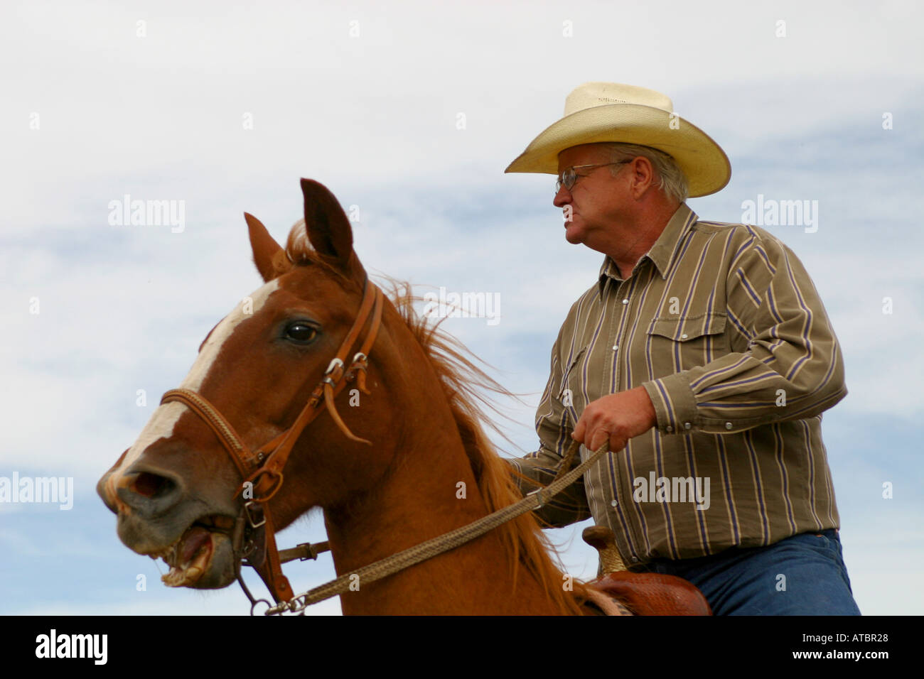 CATTLE PENNING; horse and rider Stock Photo - Alamy