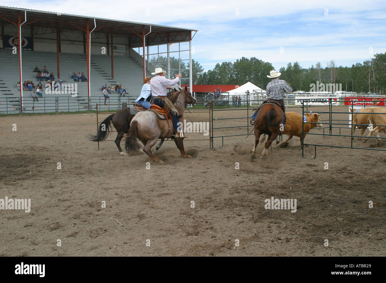 Team penning sport hi-res stock photography and images - Alamy