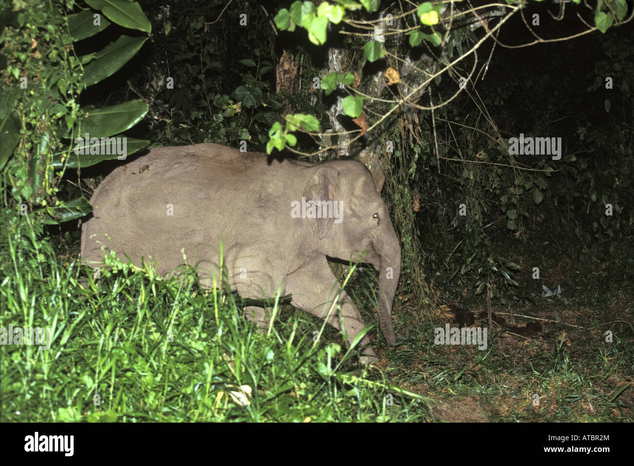 Bornes Dwarf Elephant (Elephas maximus borneensis), new discovered ...