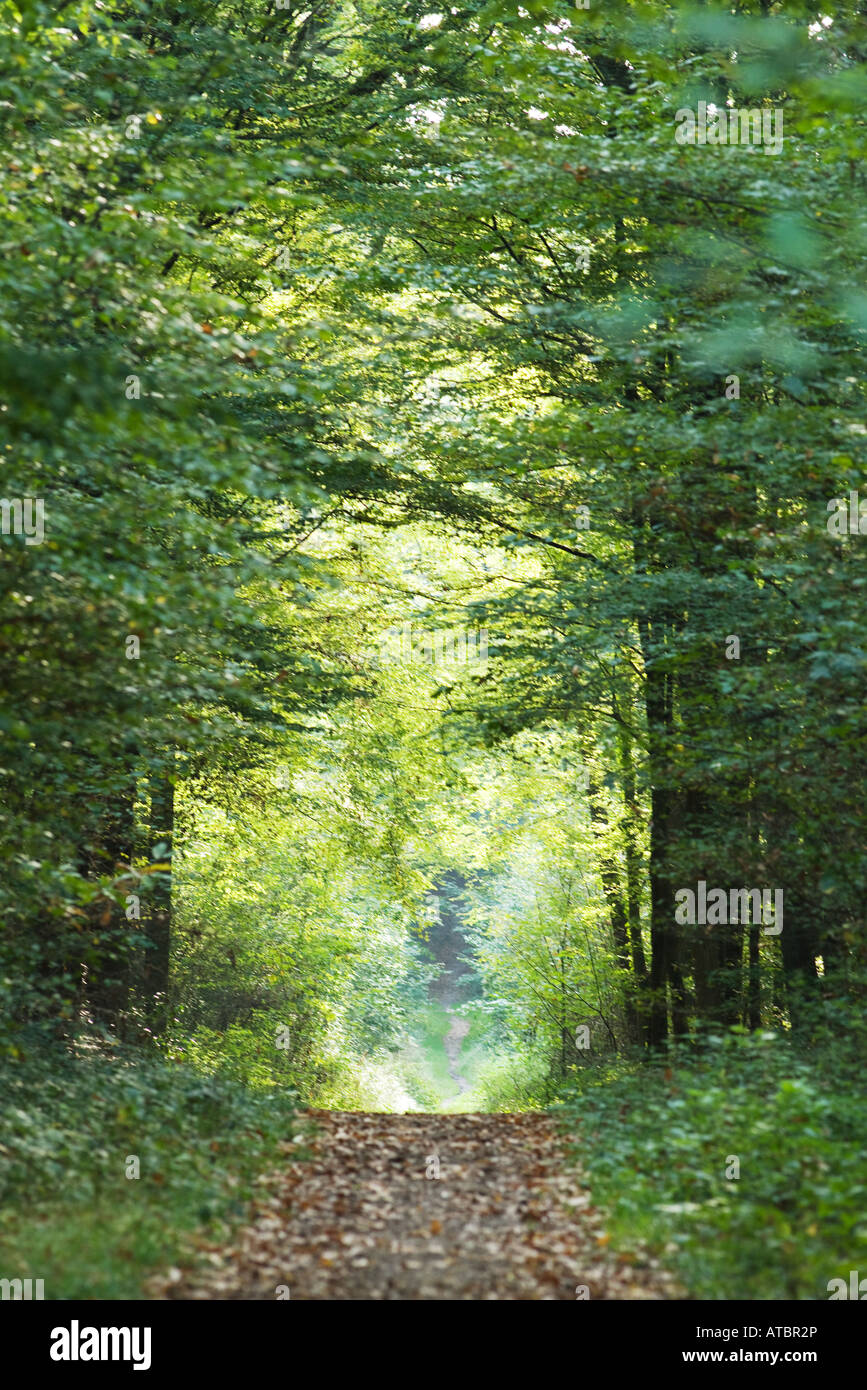 Path through forest Stock Photo - Alamy