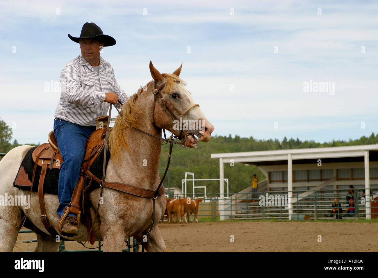 CATTLE PENNING; horse and rider Stock Photo - Alamy