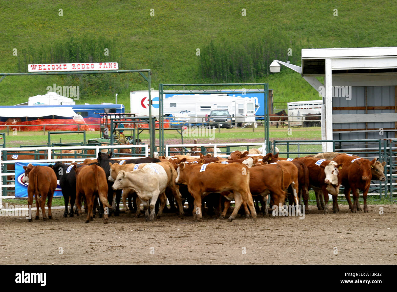 Team Penning High Resolution Stock Photography and Images - Alamy