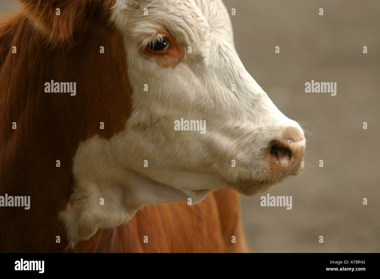 CATTLE PENNING; the cattle Stock Photo - Alamy