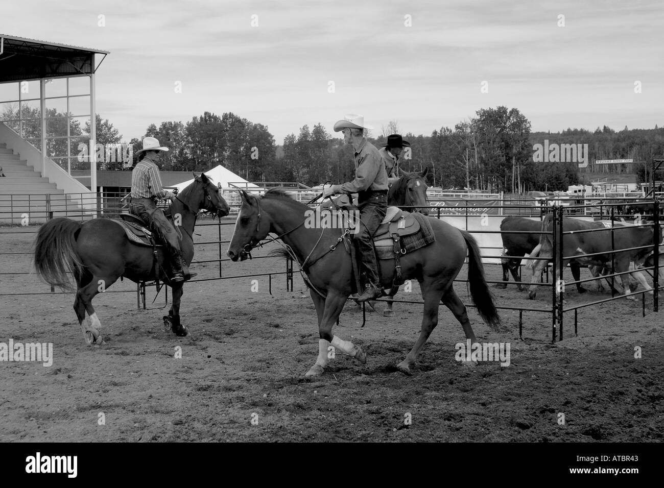 Team penning sport hi-res stock photography and images - Alamy