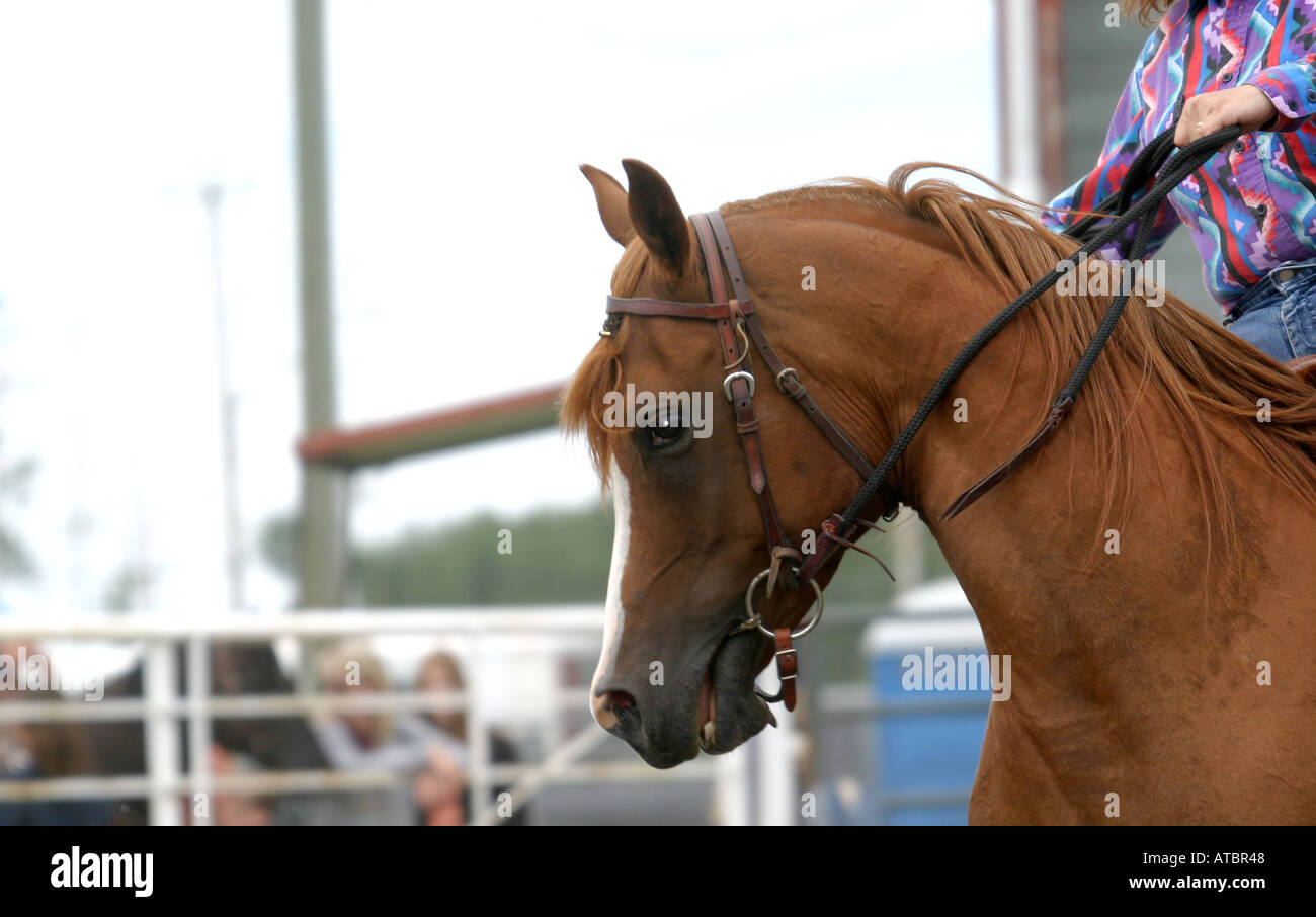 CATTLE PENNING; The horse smart intelligent alert responsive Stock ...