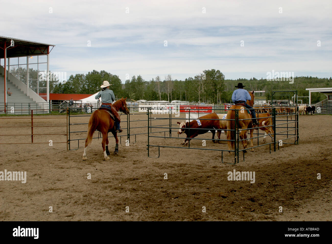 Team penning hi-res stock photography and images - Alamy