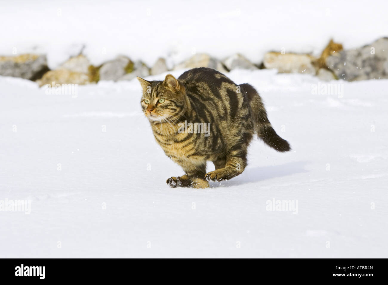 Cat running in snow domestic hi-res stock photography and images - Alamy