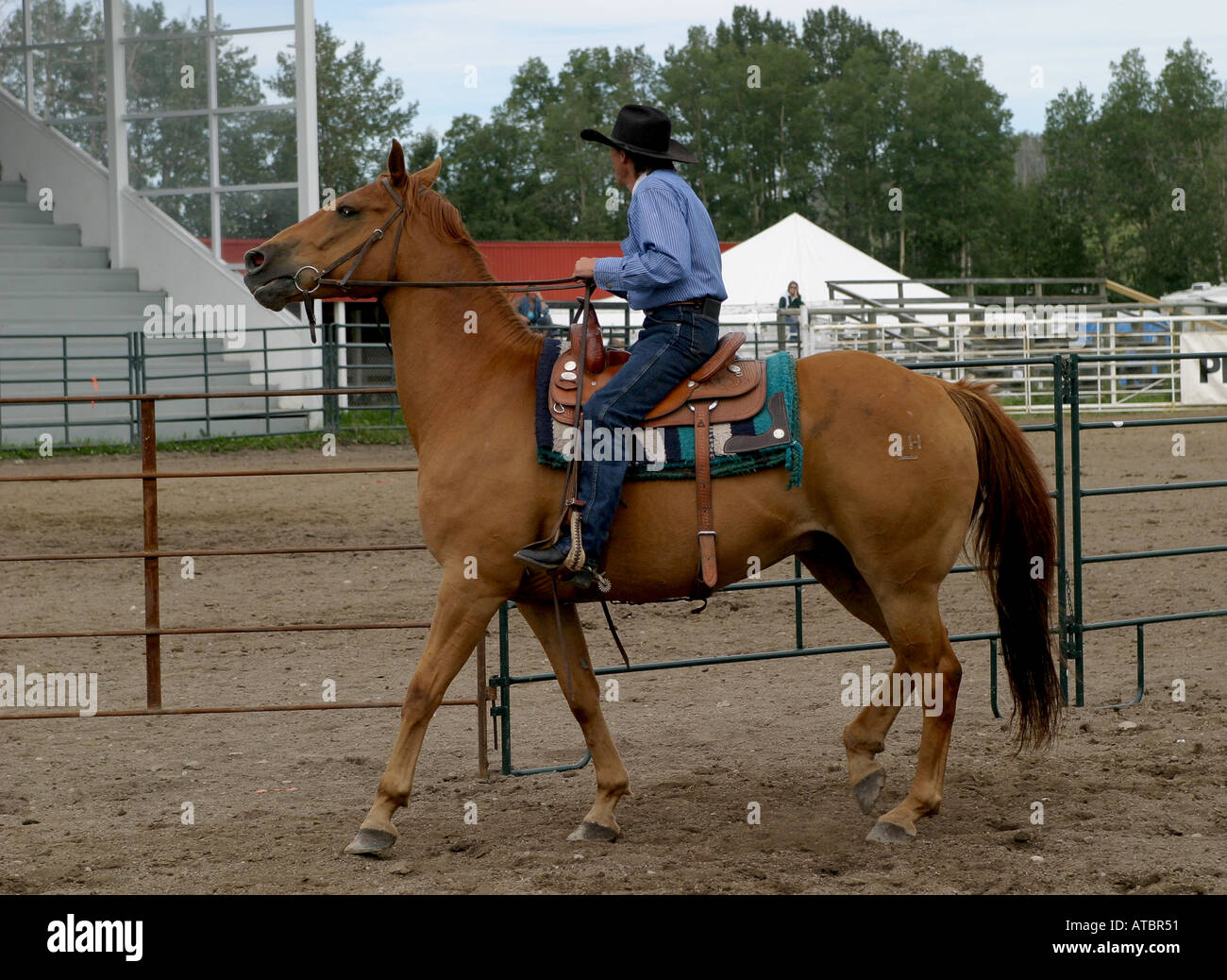 Team penning sport hi-res stock photography and images - Alamy