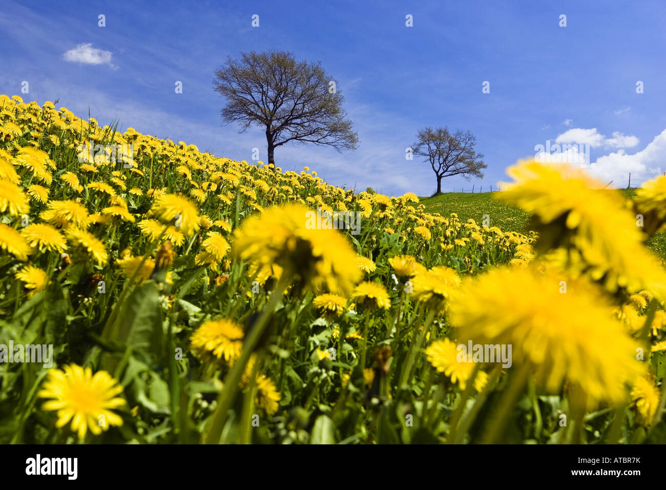 common dandelion (Taraxacum officinale), Dandelion meadow, Germany ...