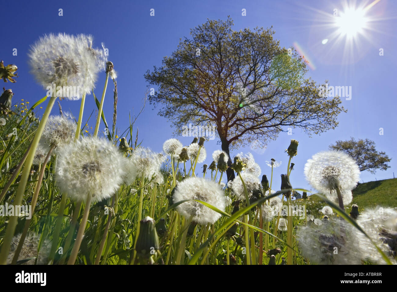 common dandelion (Taraxacum officinale), Dandelion meadow, seeds ...