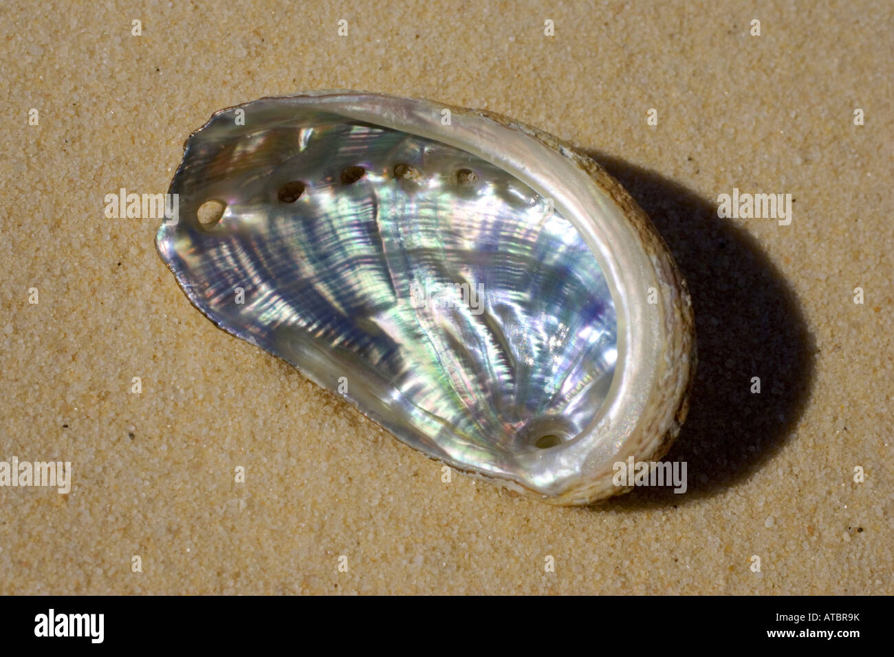 abalones, ormers (Brit.) (Haliotis spec.), shell of haliotis Stock ...