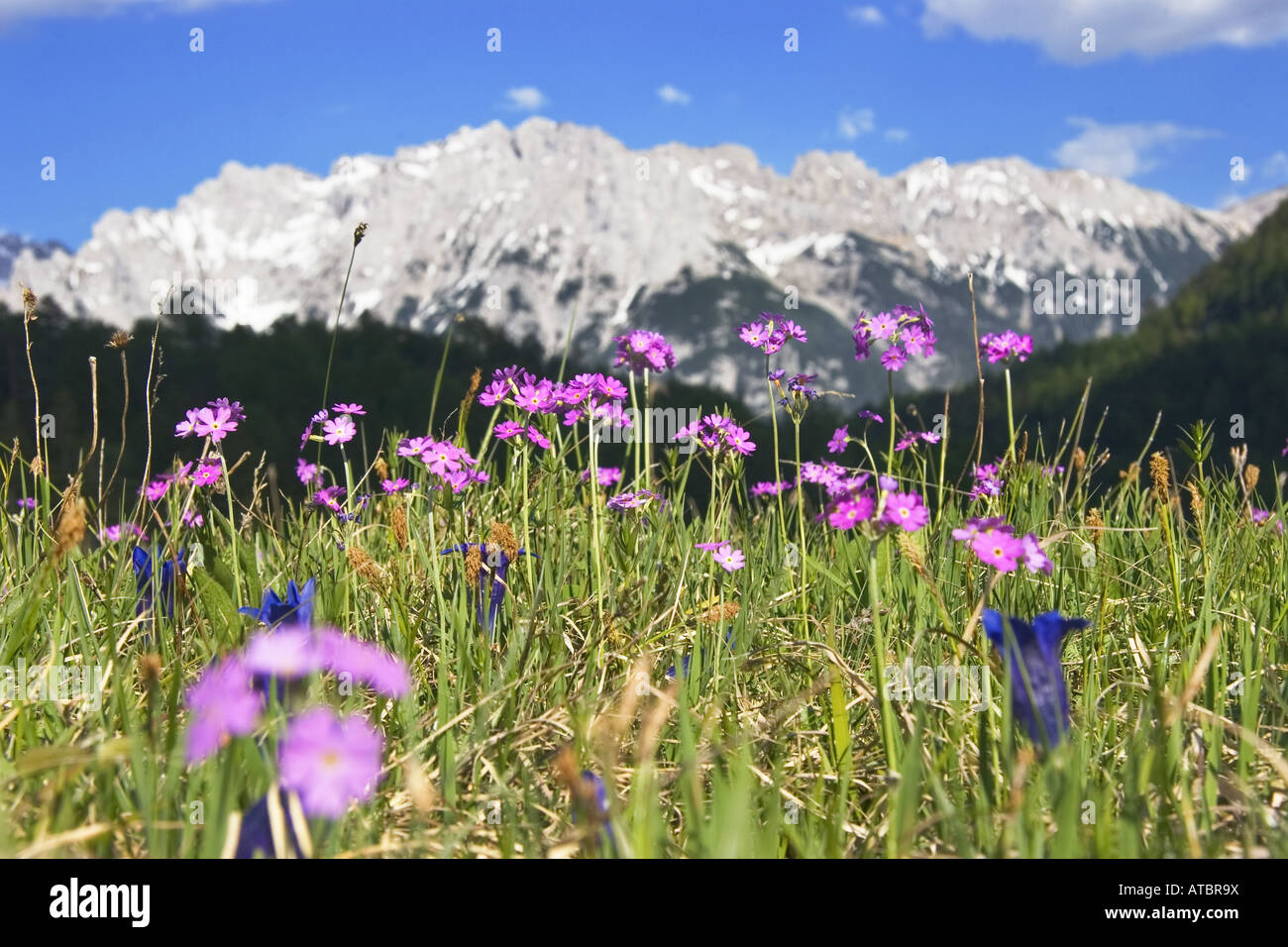 Native primrose snow hi-res stock photography and images - Alamy
