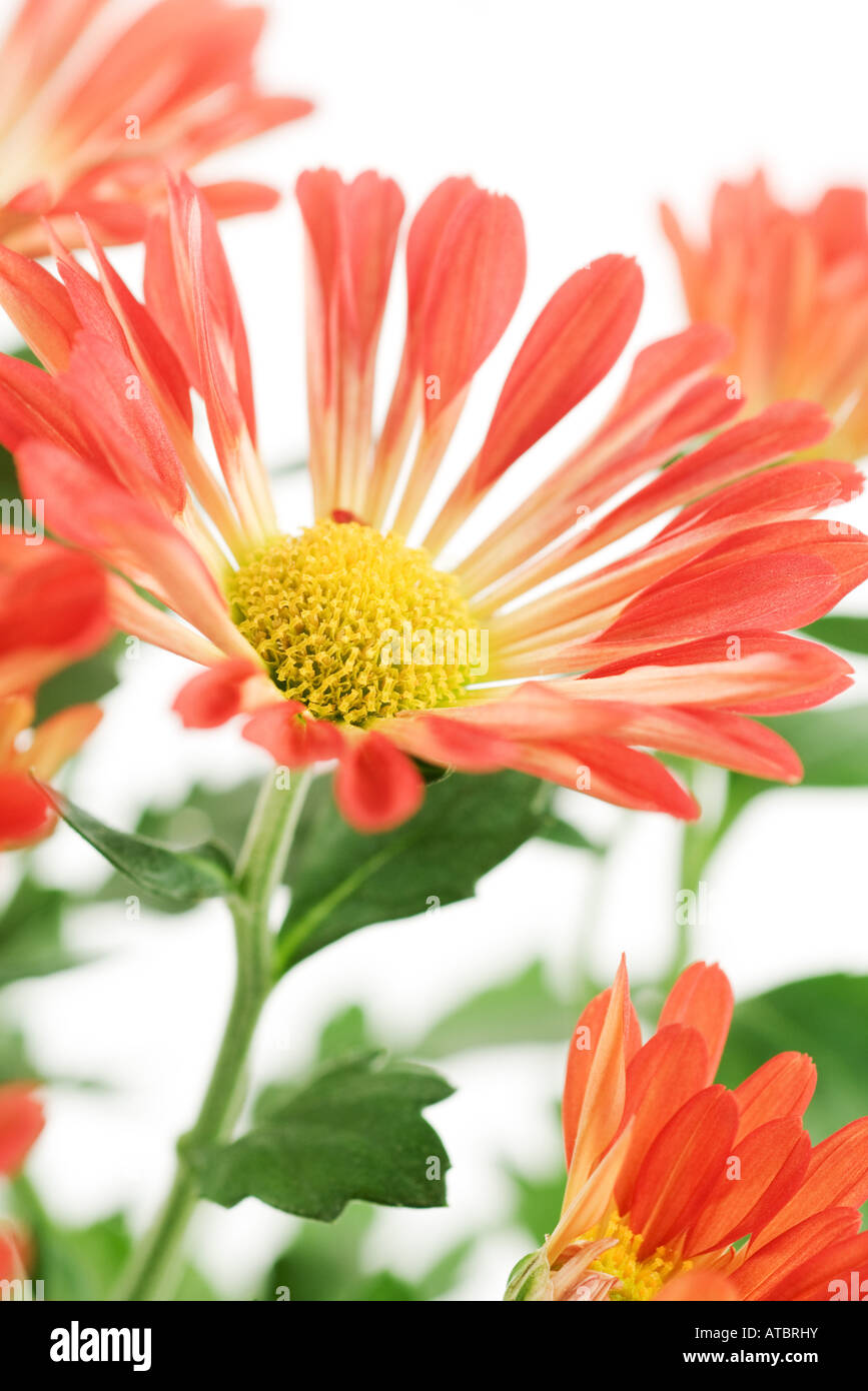Chrysanthemum flowers annual chrysanthemums hi-res stock photography ...