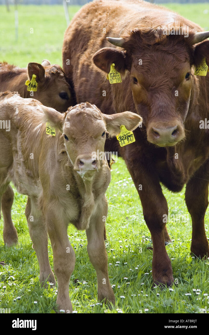 Angus Cattle (Bos primigenius f. taurus), cow with calf, Germany ...