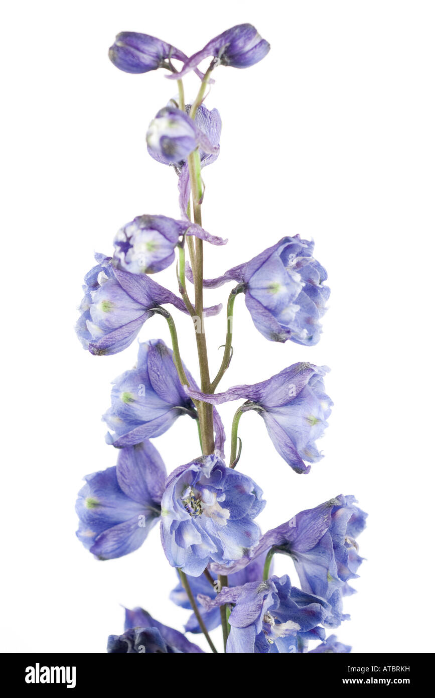 Delphinium in flower Stock Photo - Alamy