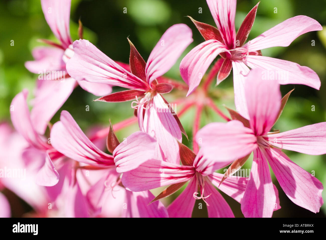 Pink geranium flowers Stock Photo - Alamy