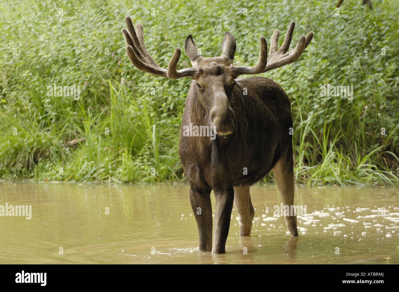 elk, European moose (Alces alces alces), male with velvet Stock Photo ...