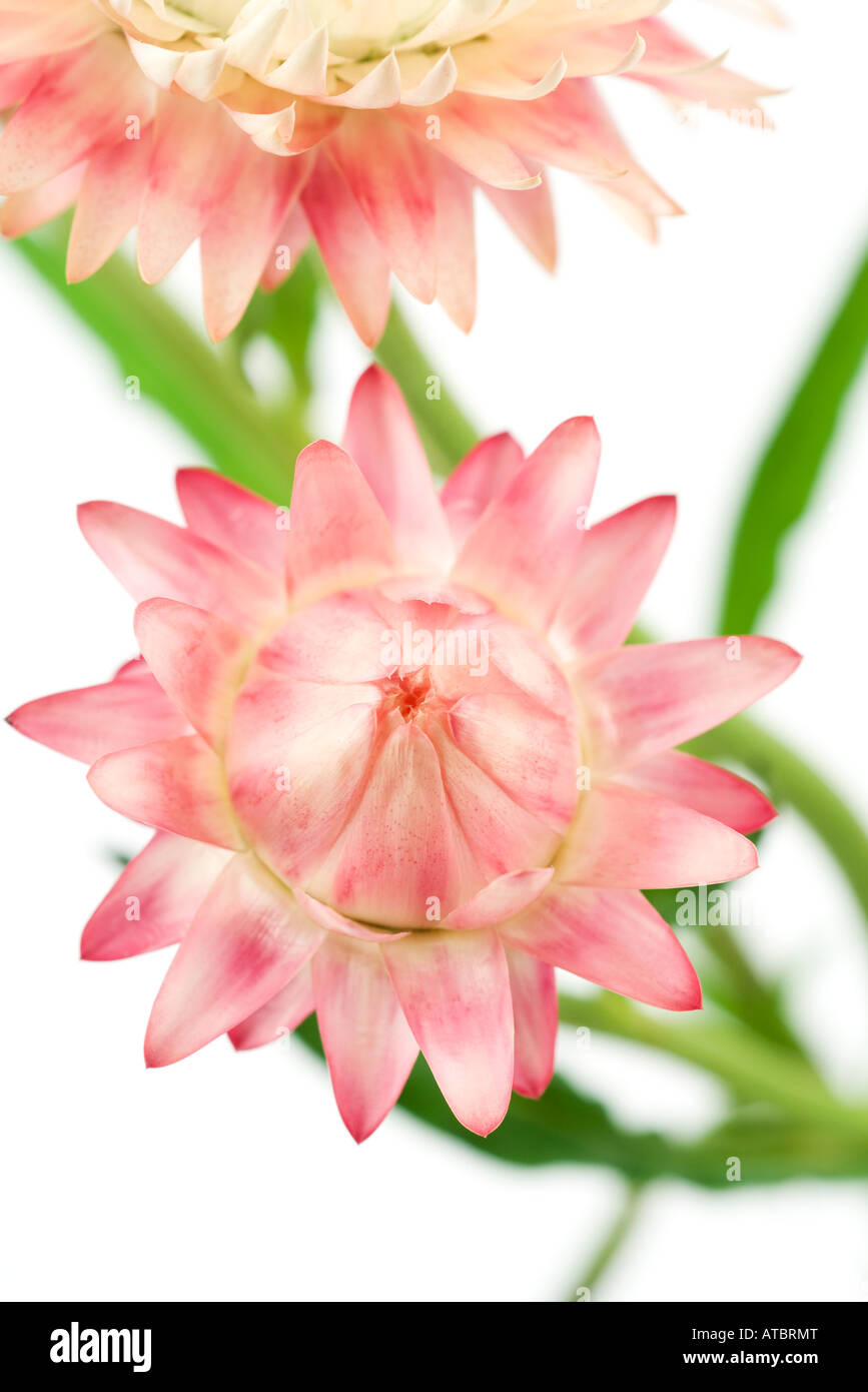 Pink strawflowers hi-res stock photography and images - Alamy