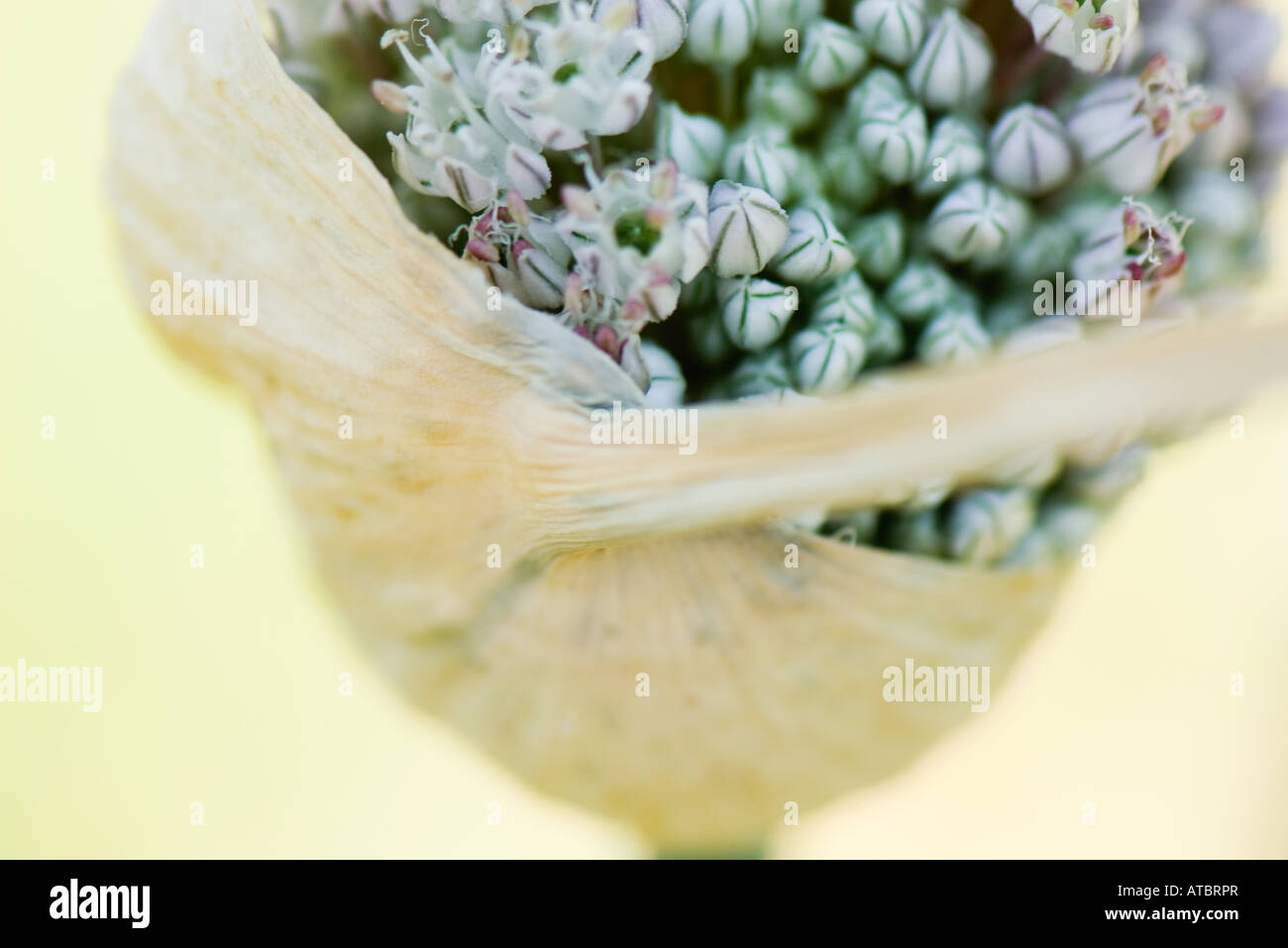 Allium flower opening Stock Photo - Alamy