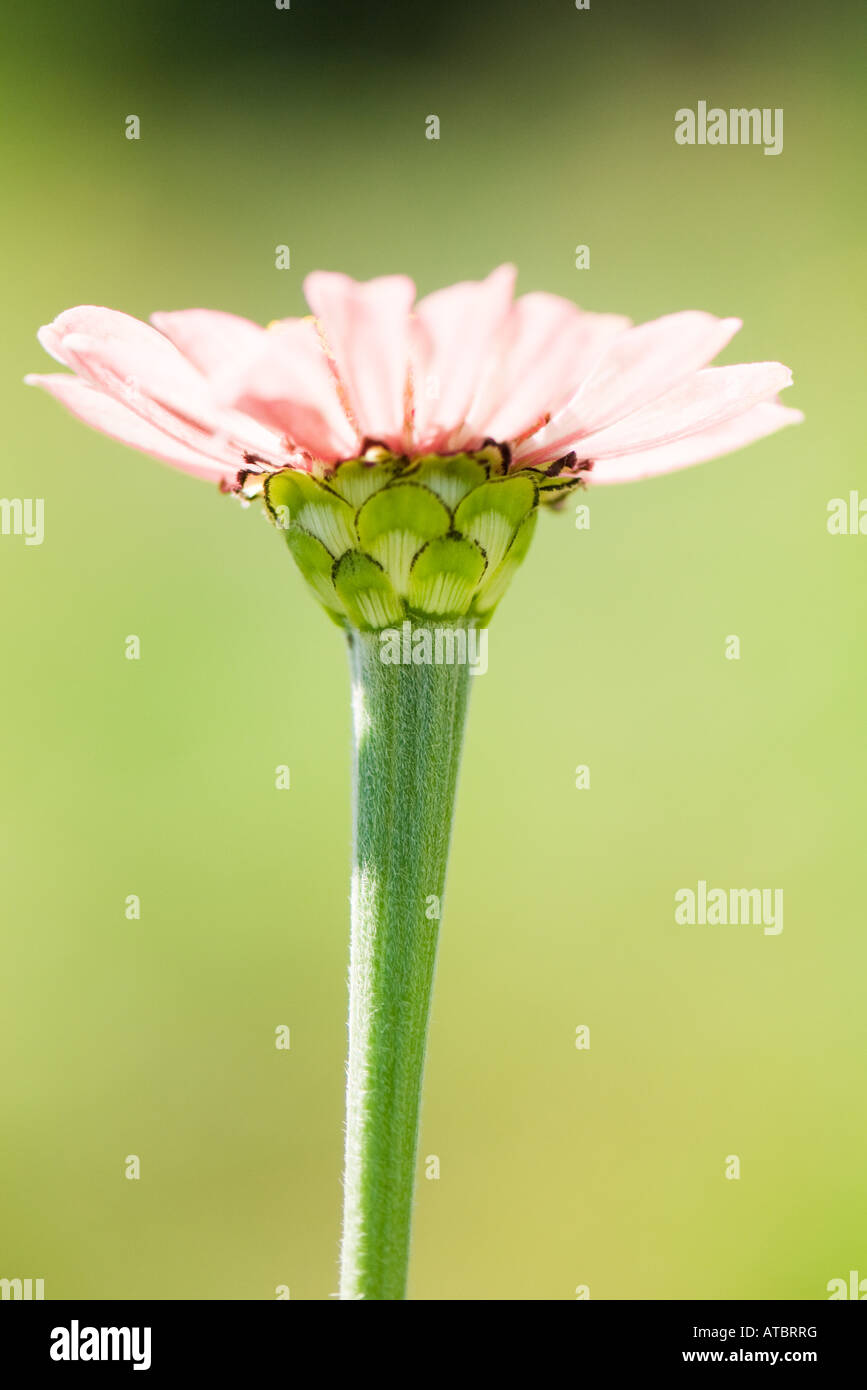 Pink zinnia, side view Stock Photo - Alamy