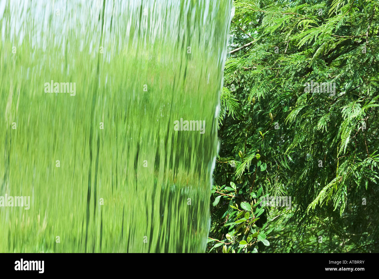 Green foliage and sheet of water falling, full frame Stock Photo - Alamy