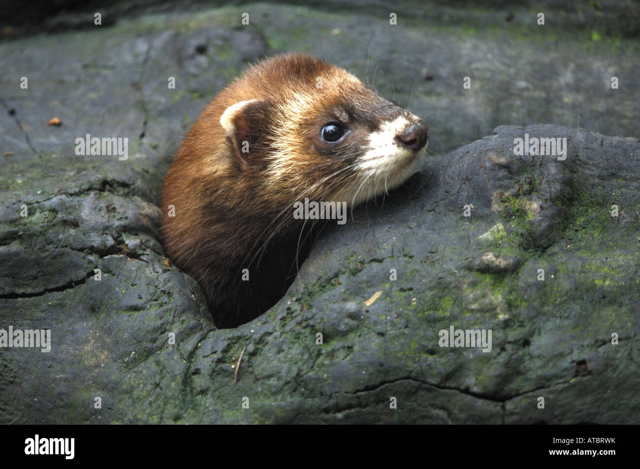 European polecat (Mustela putorius), looking out of a tree hole ...