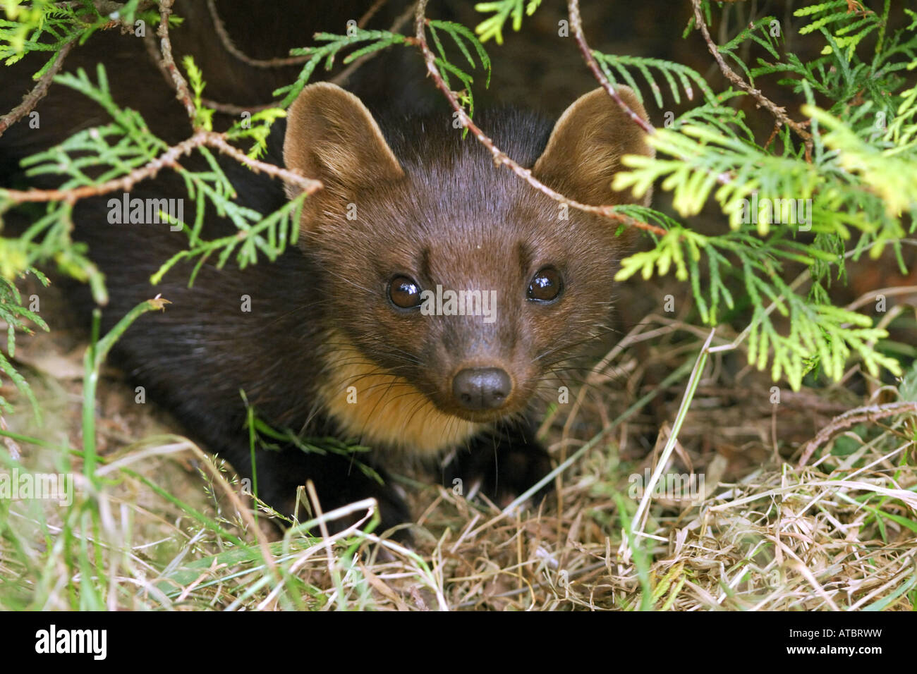 European pine marten (Martes martes), under a bush, Germany Stock Photo ...