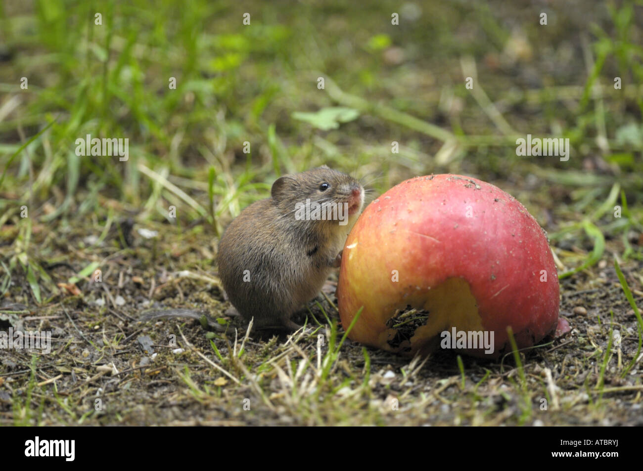 common vole (Microtus arvalis), feeding an apple, Germany Stock Photo ...