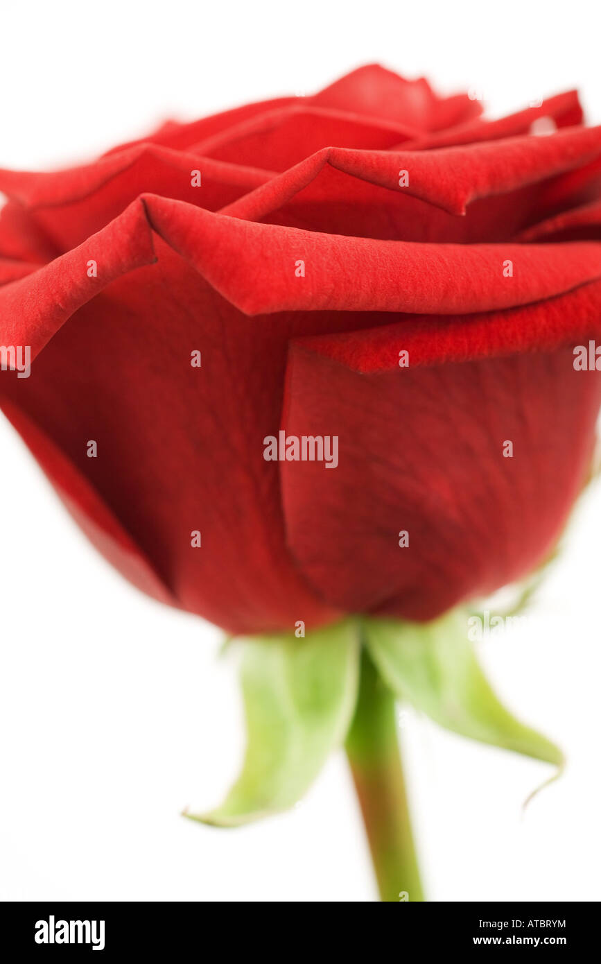 Red rose, close-up, side view Stock Photo - Alamy