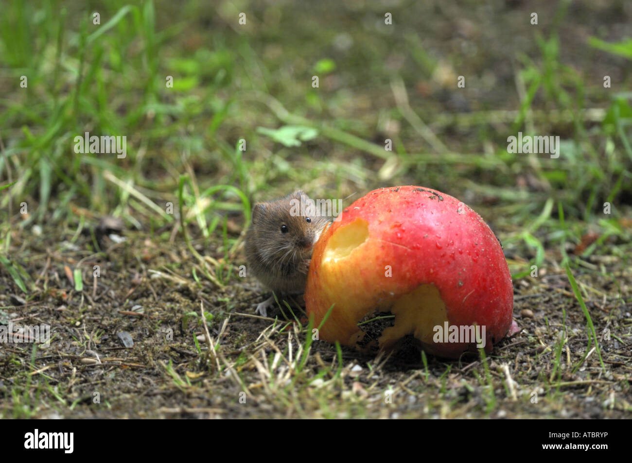 common vole (Microtus arvalis), feeding an apple, Germany Stock Photo ...
