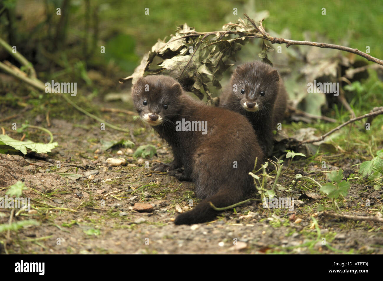 Two weasels hi-res stock photography and images - Alamy
