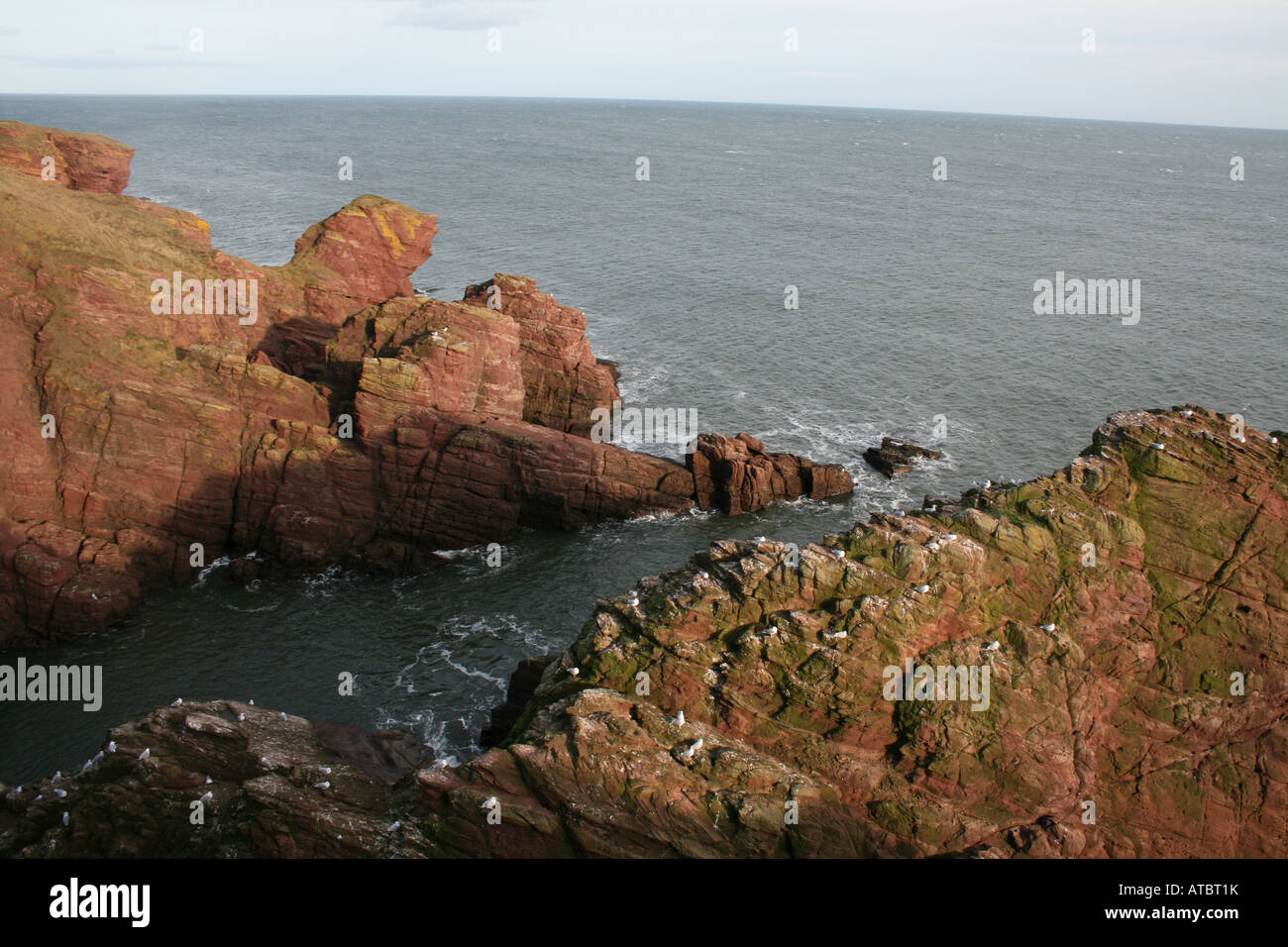 sea birds and red sandstone rock formations Angus Scotland February ...