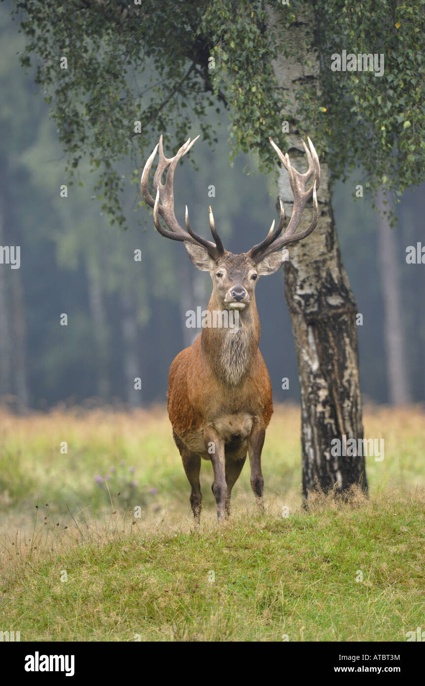 red deer (Cervus elaphus), magnificent male, Germany, Saxony Stock ...