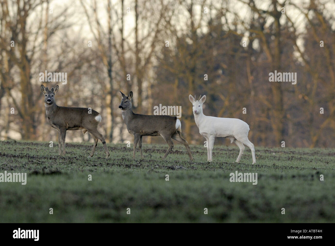 roe deer (Capreolus capreolus), three individuals, one an albino ...