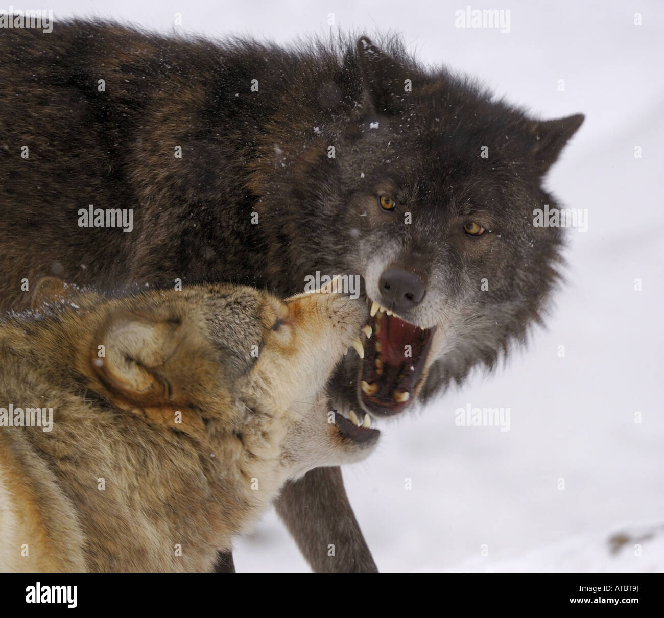 timber wolf (Canis lupus lycaon), two individuals threatening and ...
