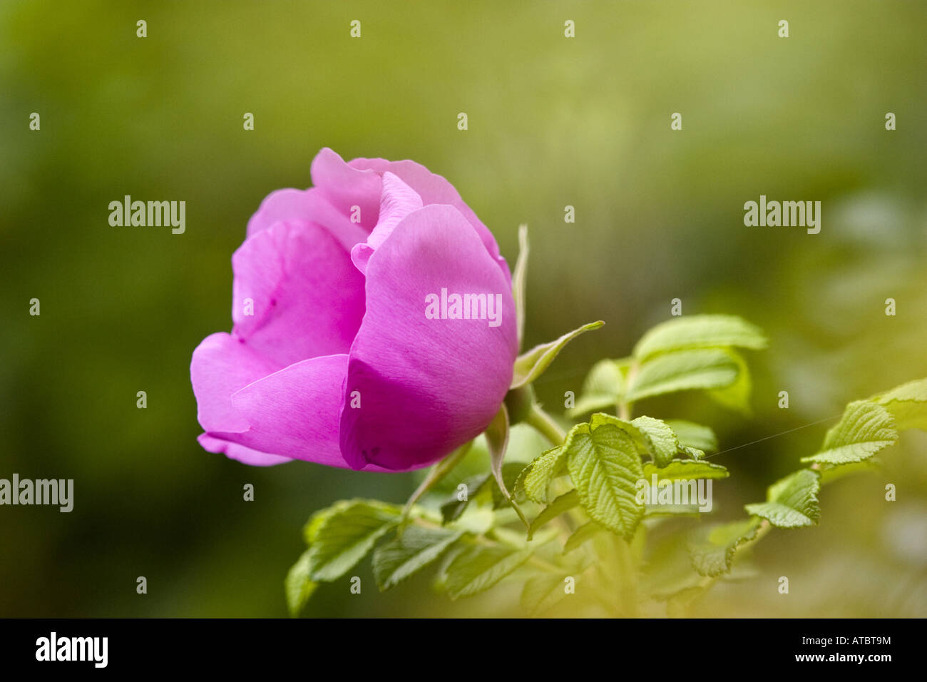 Japanese rose angiosperm angiosperms hi-res stock photography and ...