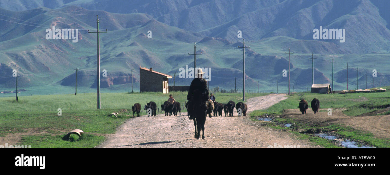 Tibetan yak herder hi-res stock photography and images - Alamy