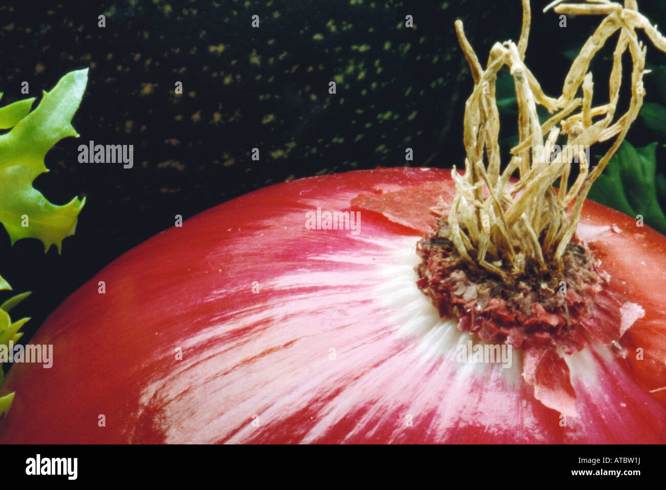 Red onion bulb hi-res stock photography and images - Alamy