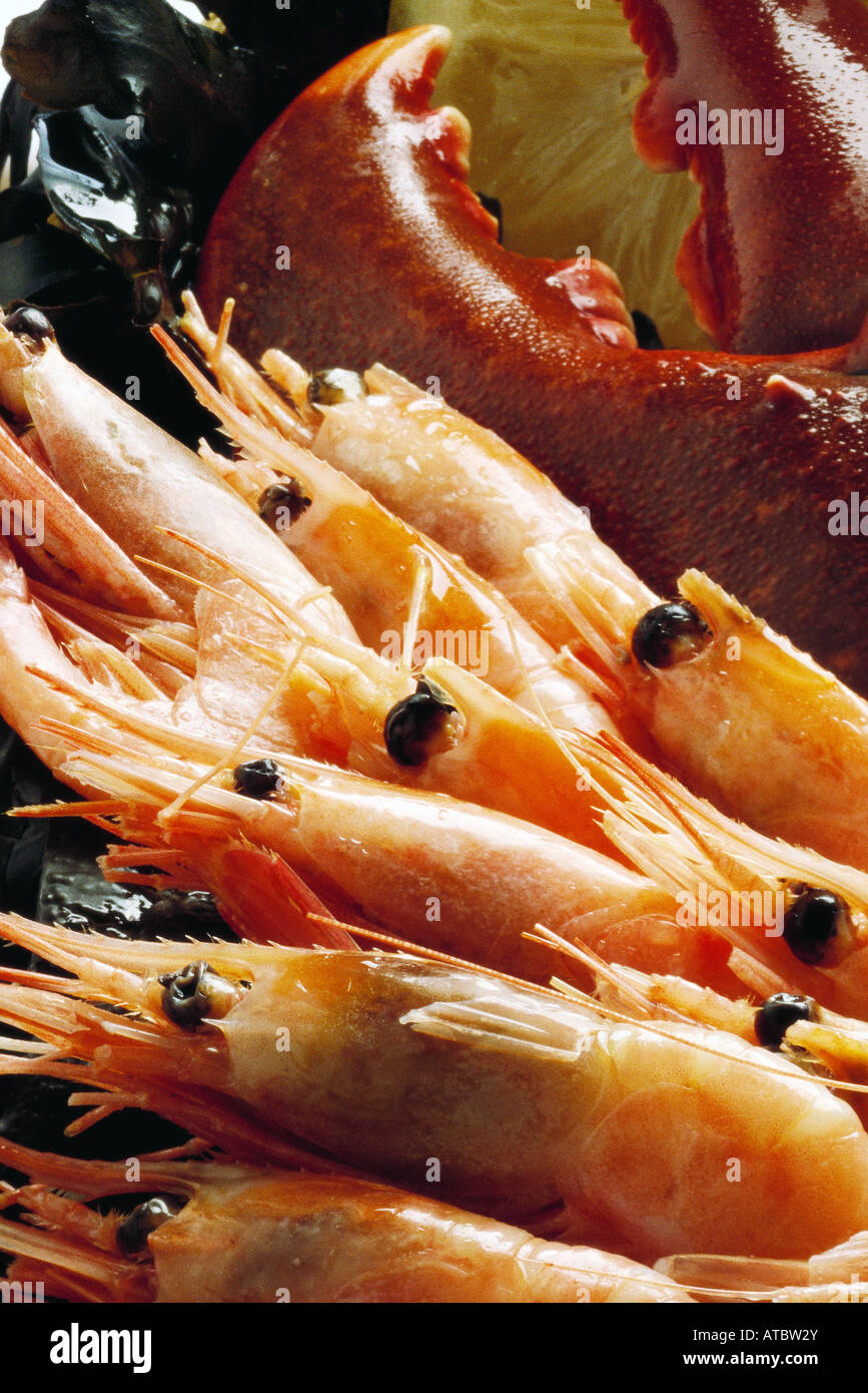 Assorted shellfish, close-up Stock Photo - Alamy