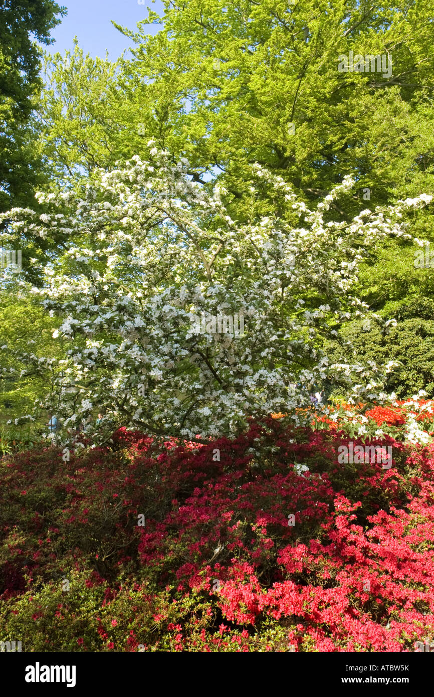 garden in spring with flowering cherry an Rhododendron, Netherlands ...