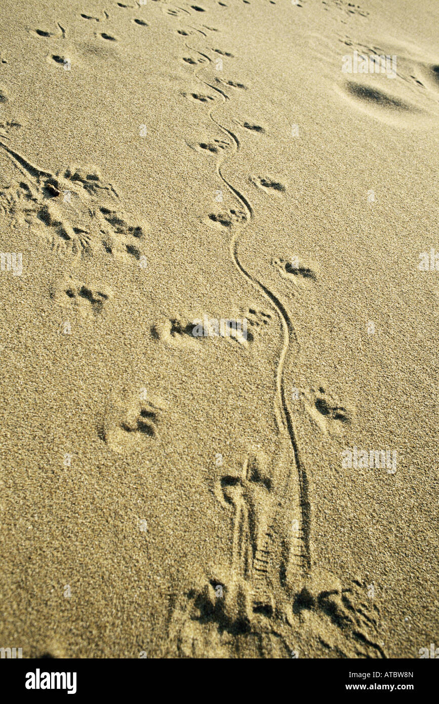 Animal tracks in sand hi-res stock photography and images - Alamy