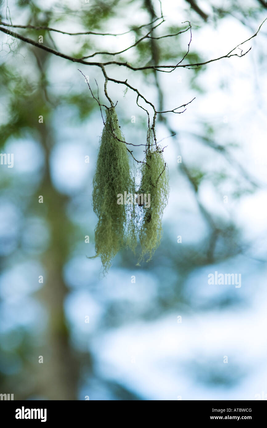 Spanish moss hanging from tree branch, close-up Stock Photo - Alamy