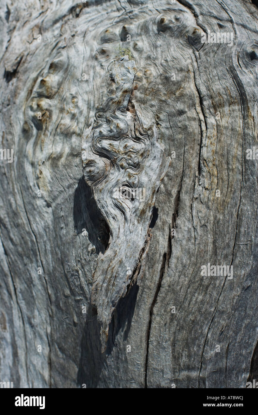 Knot in tree trunk, extreme close-up Stock Photo - Alamy